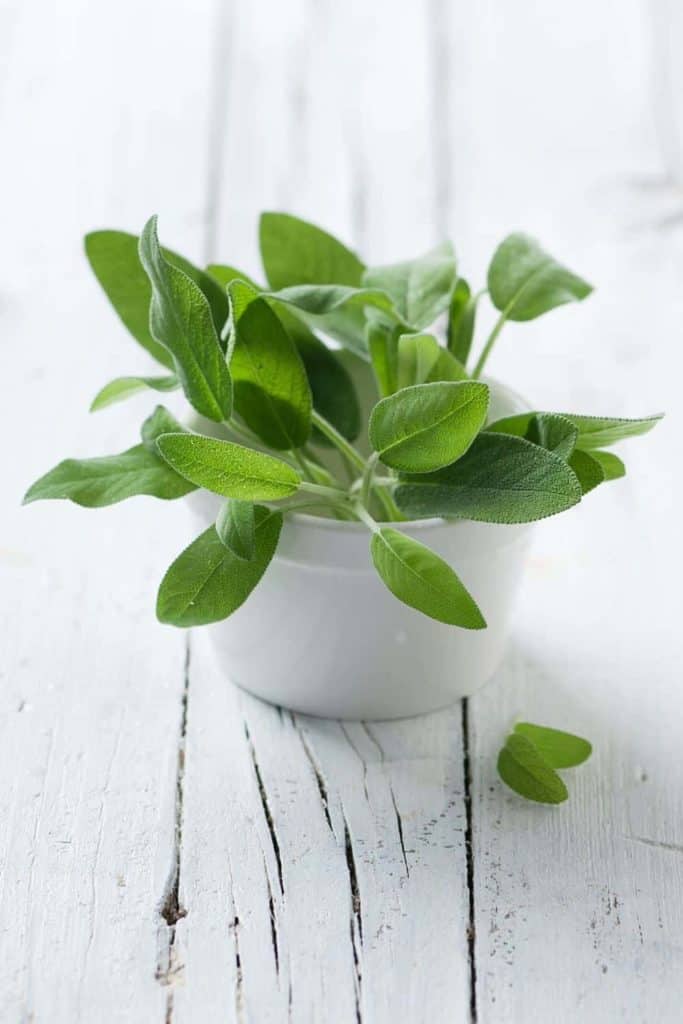 Five Sage Substitutes and How You Can Use Them
