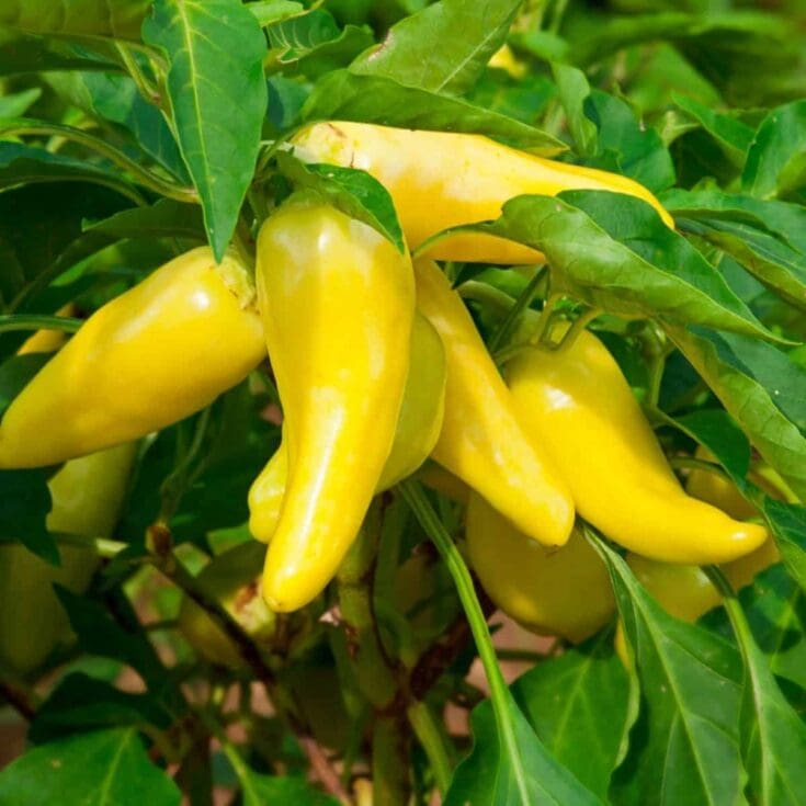 What is tamari and how does it differ from soy sauce?