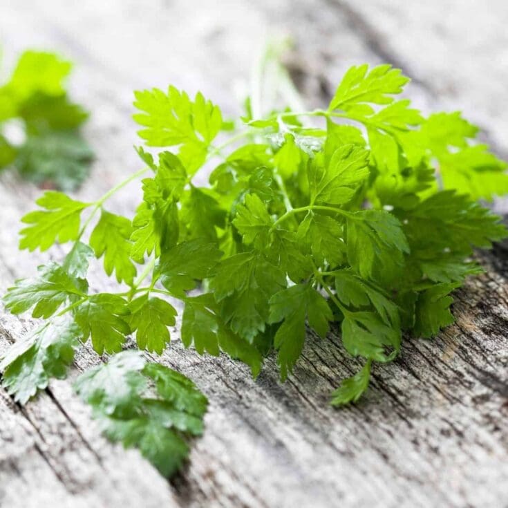 Tarragon butter recipe: Elevate your tarragon butter experience!