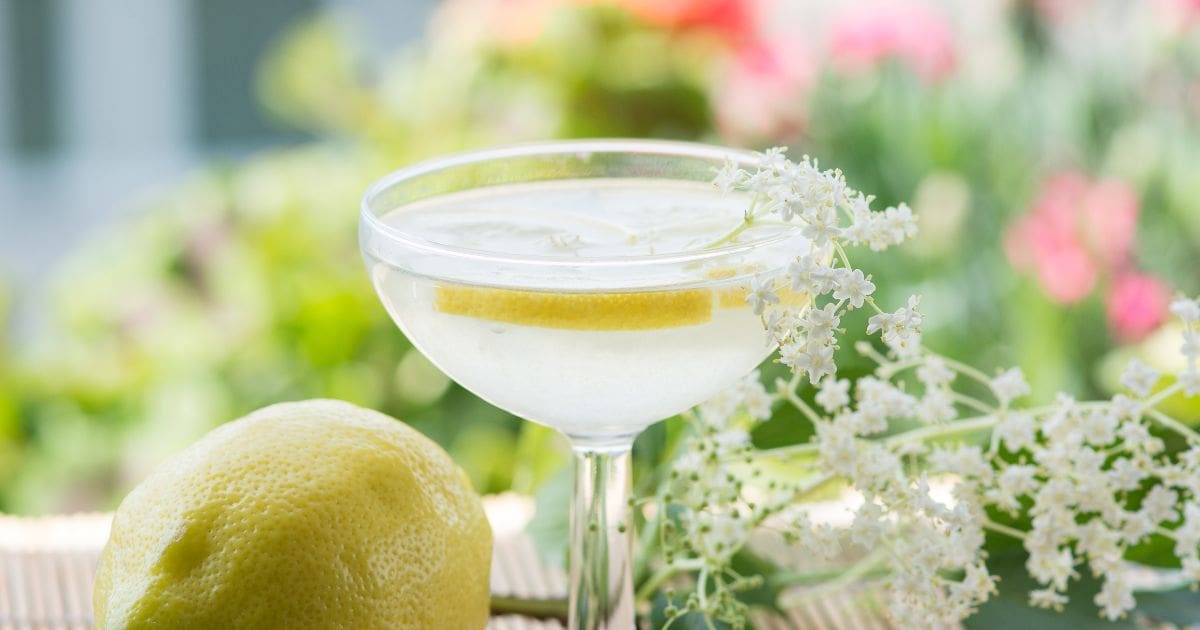 25 Best Elderflower Cocktails 🍸