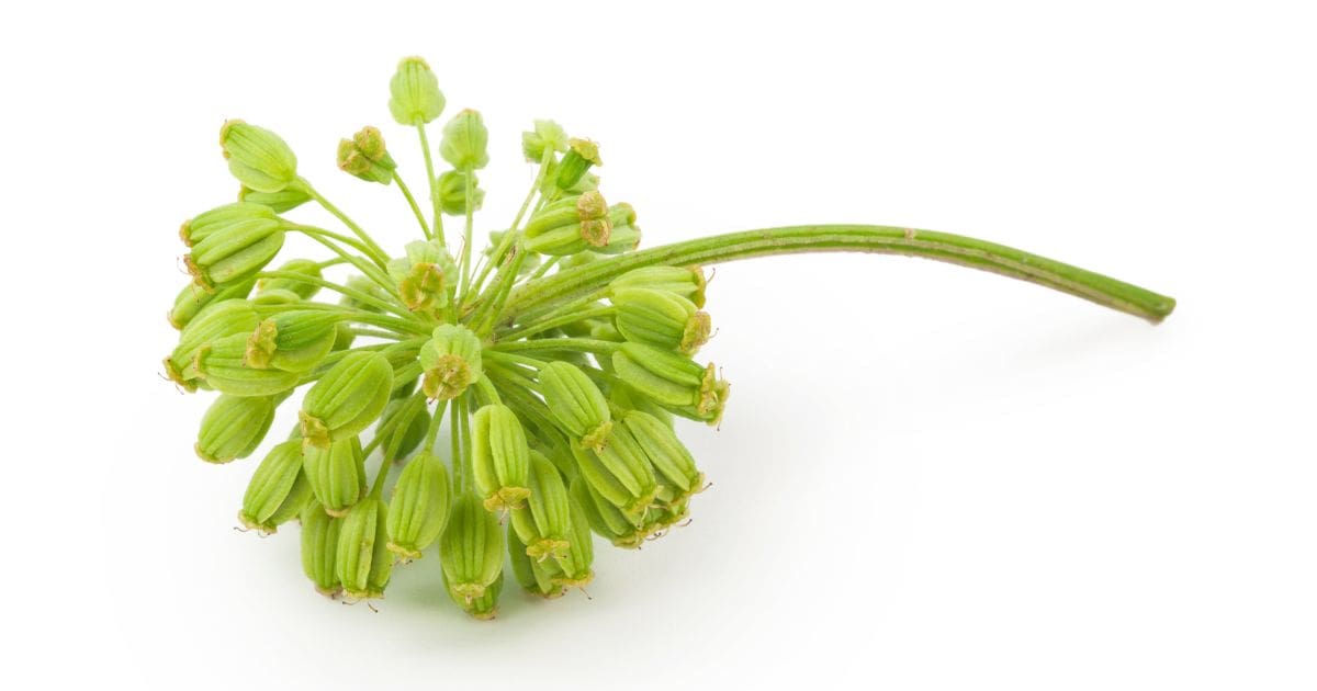 What Is Angelica Used For In Cooking at Anthony James blog