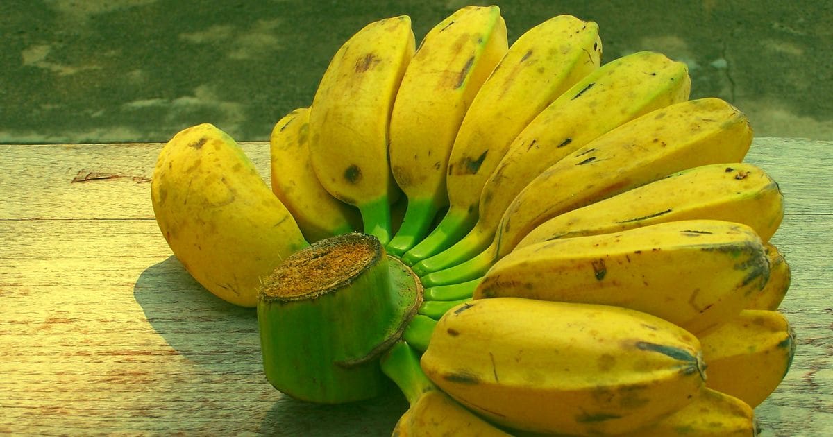 Saba Bananas Substitute: 4 Ideal Substitutes For Saba Bananas