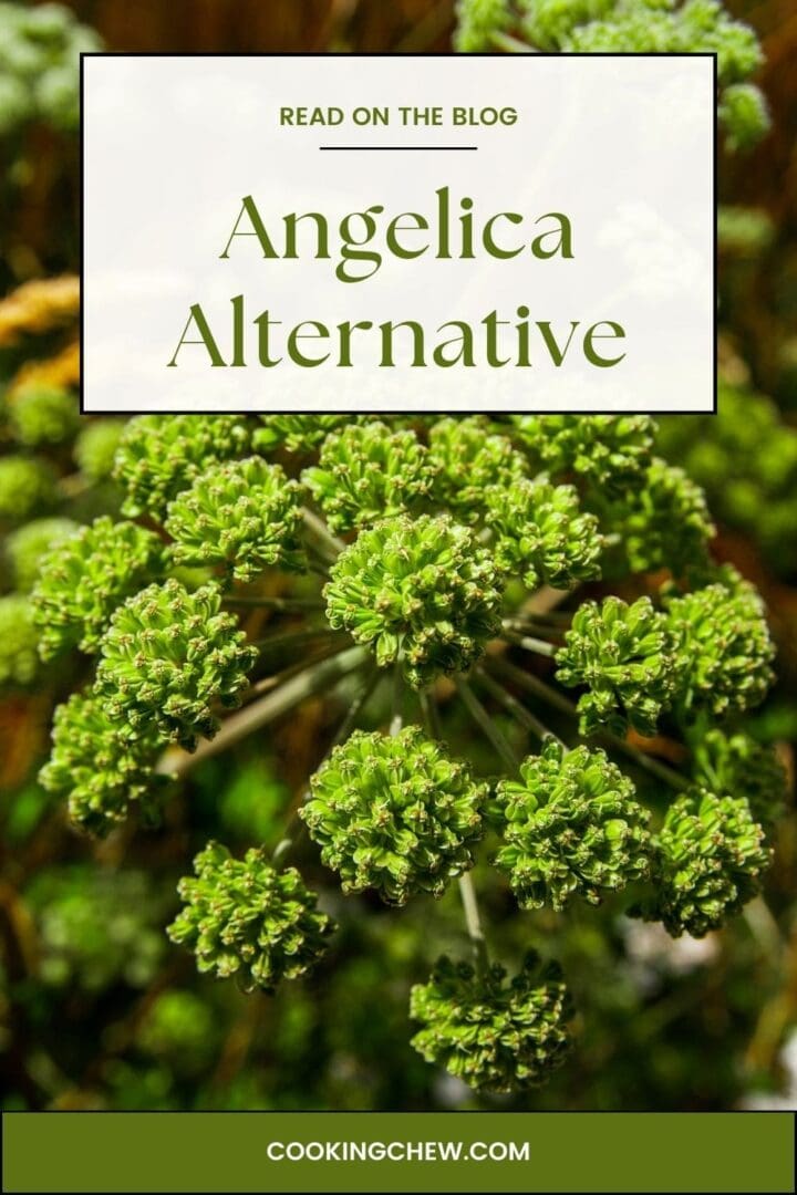 Angelica Substitute: 10 Best Substitutes For Angelica