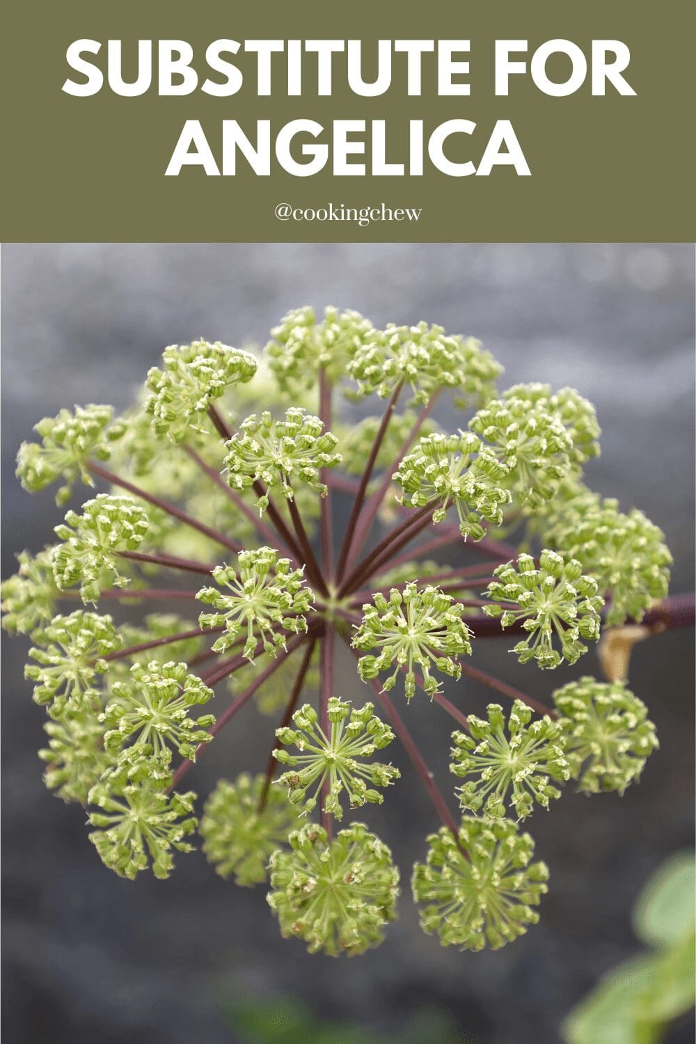 Angelica Substitute: 10 Best Substitutes For Angelica